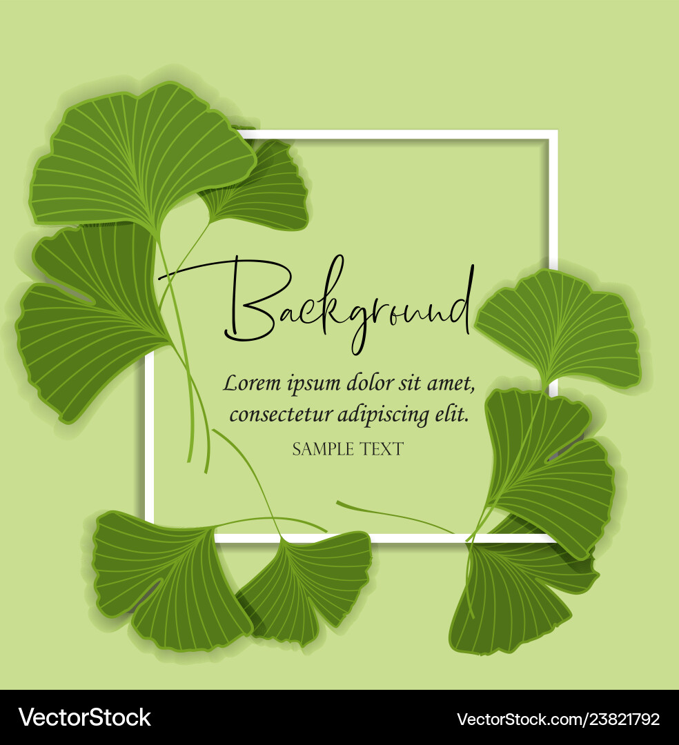 Ginkgo biloba leaves Royalty Free Vector Image