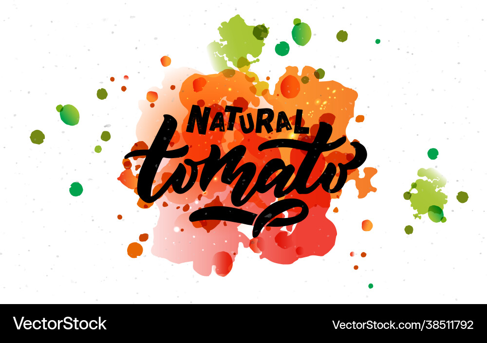 Hand sketched tomato product lettering typography Vector Image