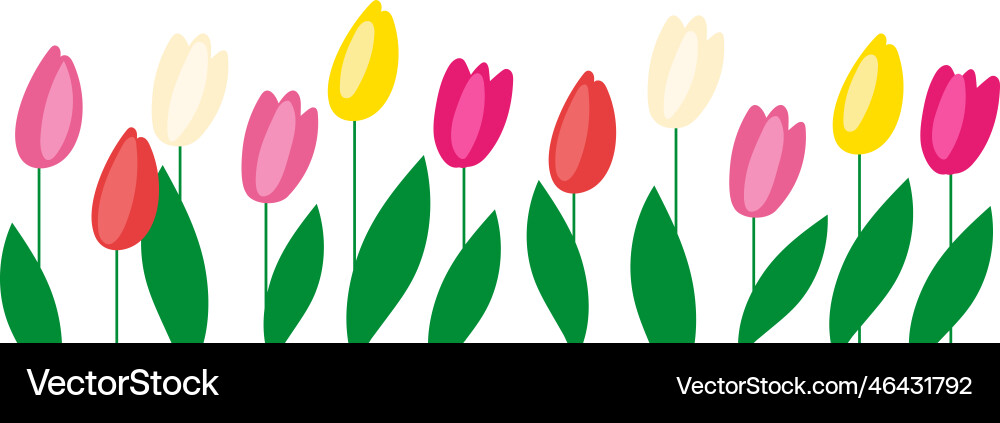 Horizontal white banner or floral tulips Vector Image