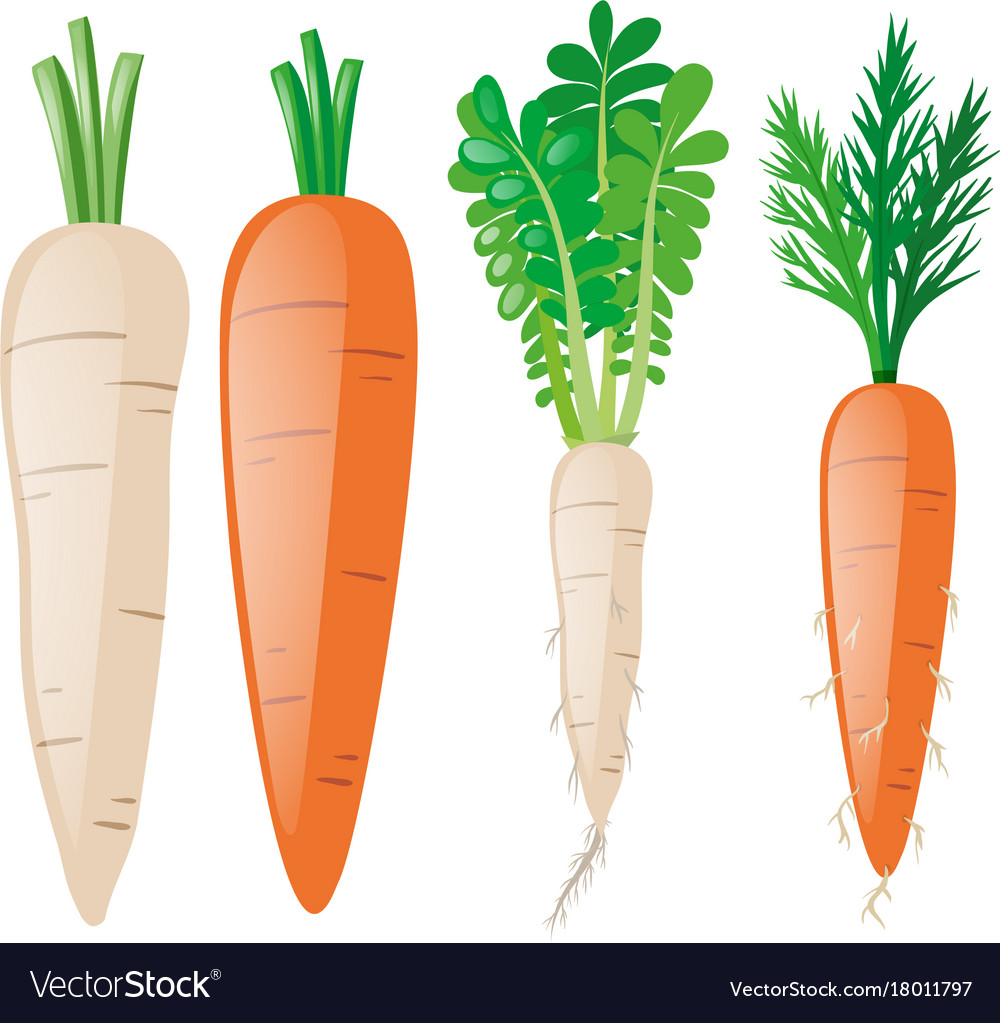 Carrots in different shapes Royalty Free Vector Image