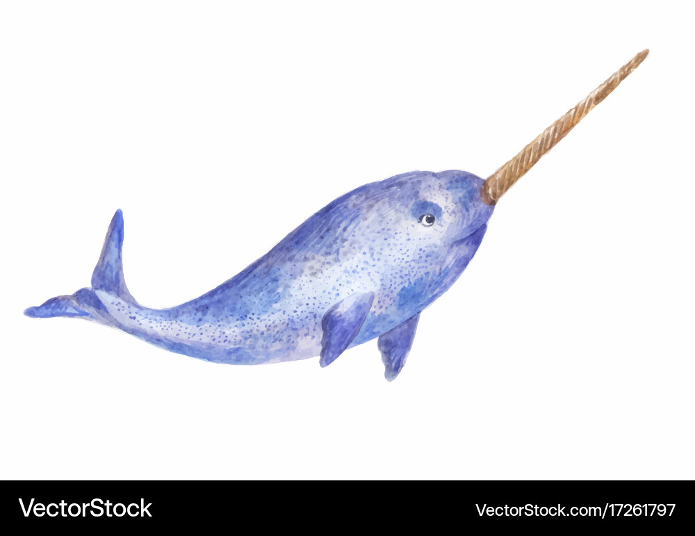 Narwhal watercolor Royalty Free Vector Image - VectorStock