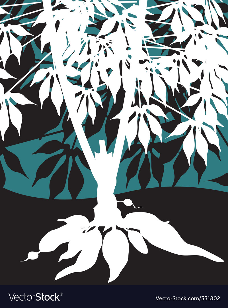 Tapioca Royalty Free Vector Image - VectorStock