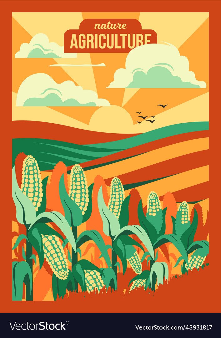 Farming and agriculture poster with a cornfield Vector Image