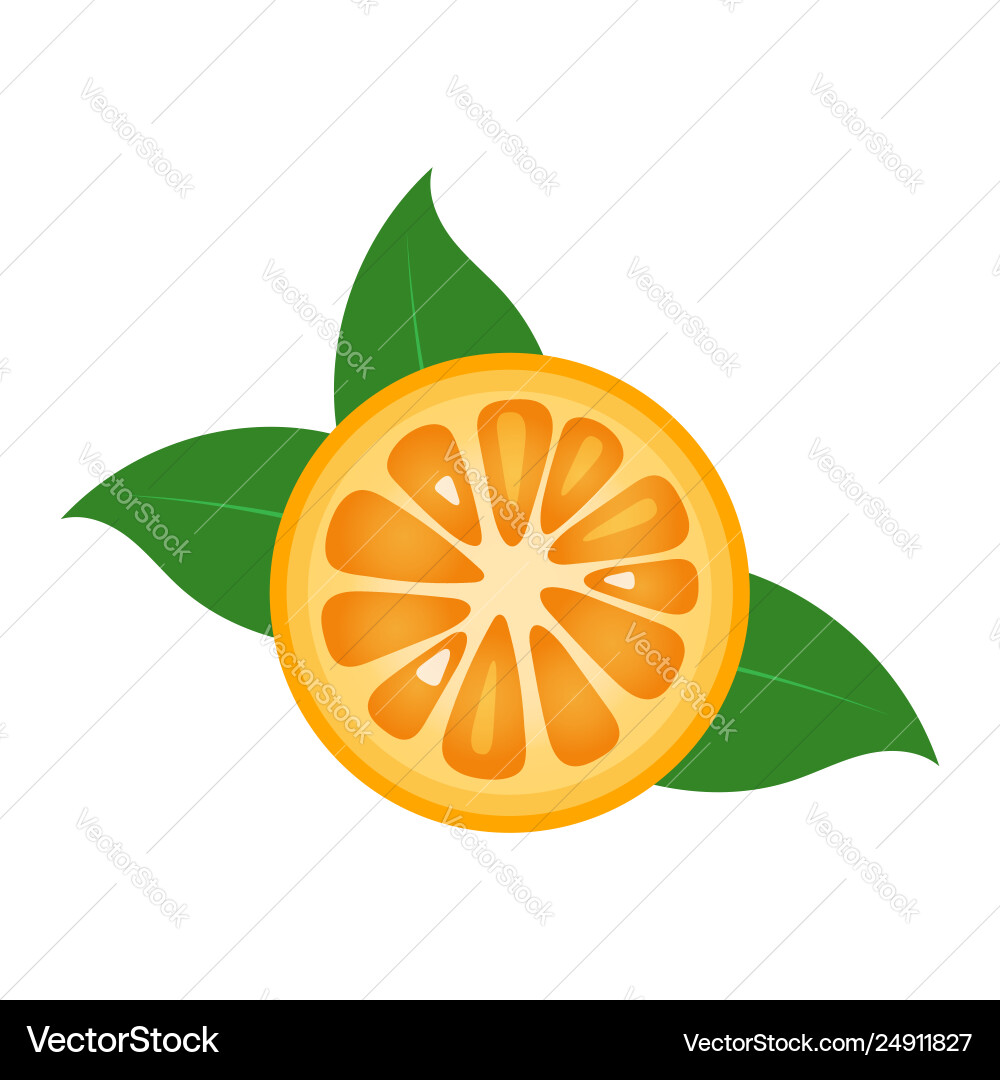 Orange fruit slice closeup icon round piece Vector Image