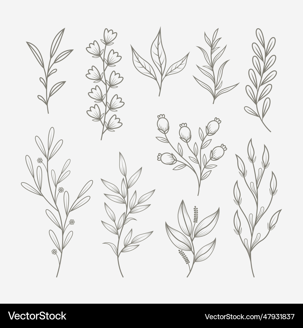 Hand drawing leaves and flower Royalty Free Vector Image