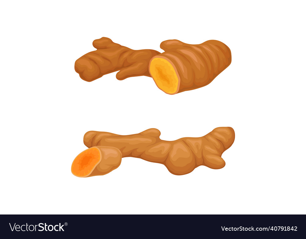 Fresh ginger root aromatic spice set natural Vector Image Fresh ginger root aromatic spice set natural Vector Image