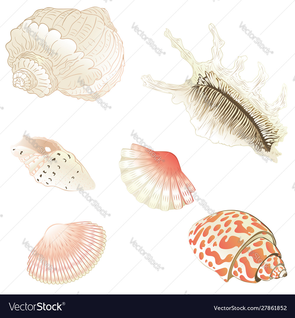 Decorative seashell set Royalty Free Vector Image