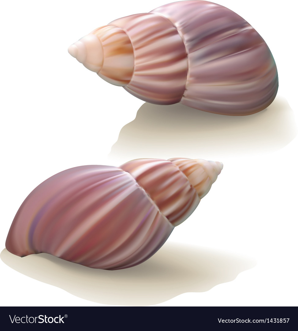 Seashells Royalty Free Vector Image - VectorStock