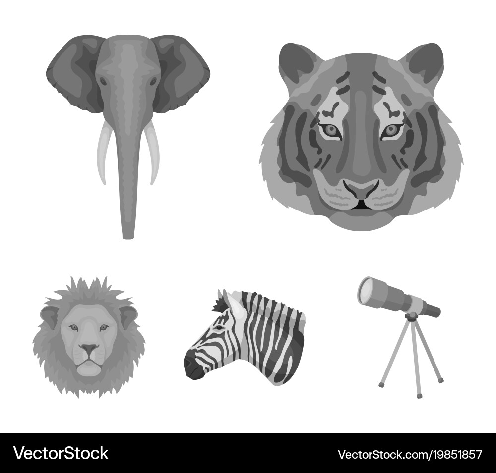 Tiger lion elephant zebra realistic animals Vector Image