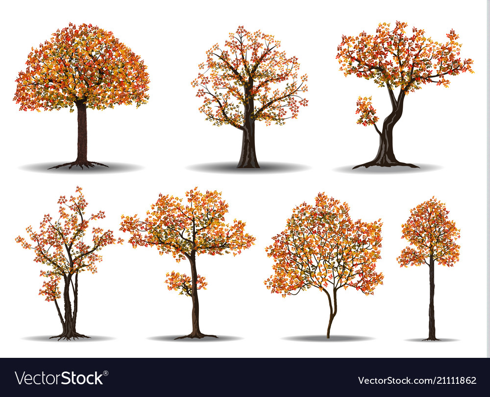 Red autumn tree Royalty Free Vector Image - VectorStock