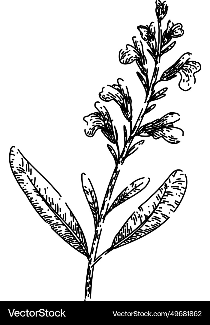 Sage sketch hand drawn Royalty Free Vector Image
