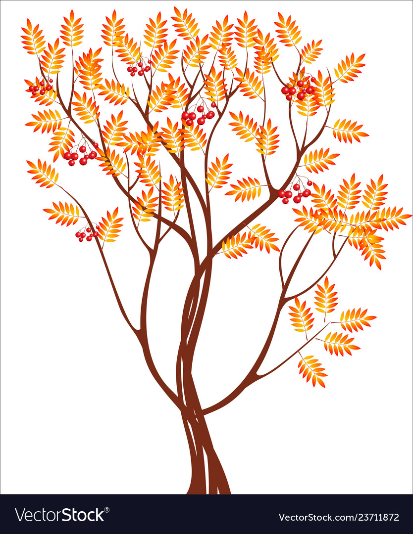 Autumn tree Royalty Free Vector Image - VectorStock