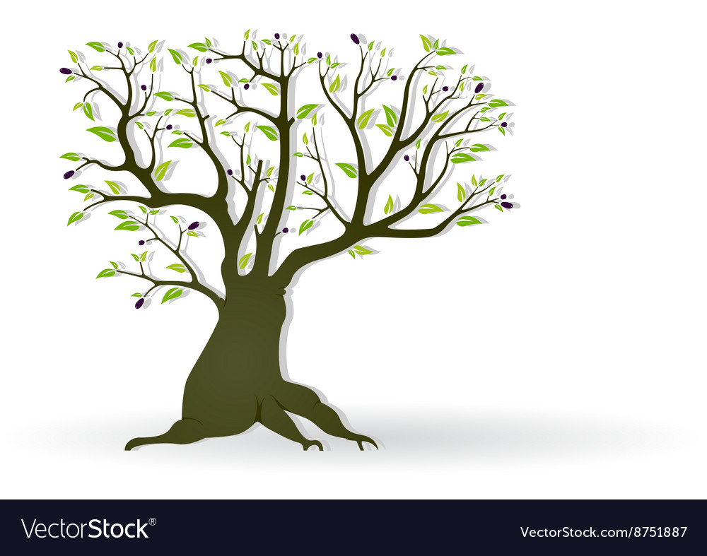 Olive tree Royalty Free Vector Image - VectorStock