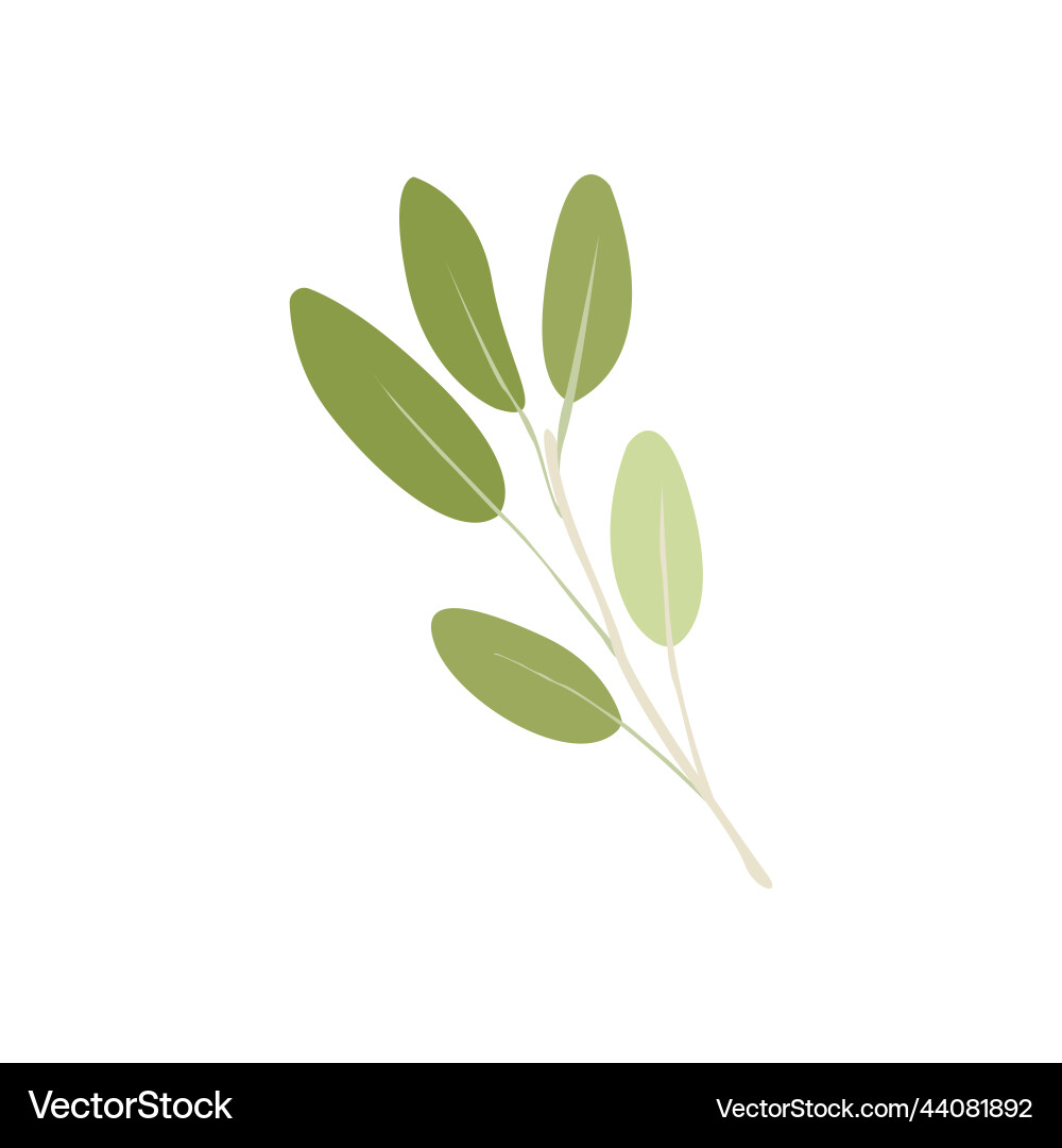 Simple colored sage twig spicy herb leaves Vector Image