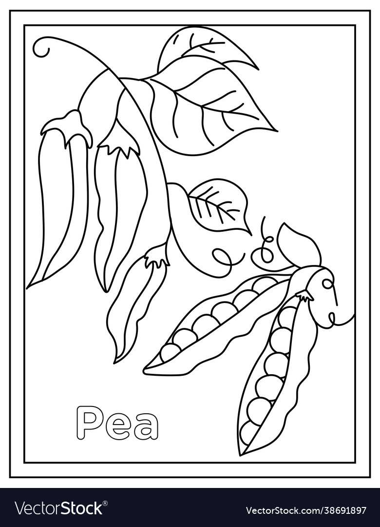 Pea Royalty Free Vector Image - VectorStock
