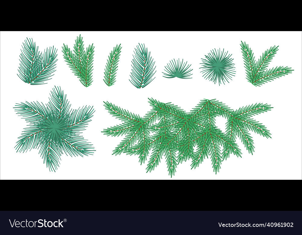 A set of spruce or pine branches Royalty Free Vector Image