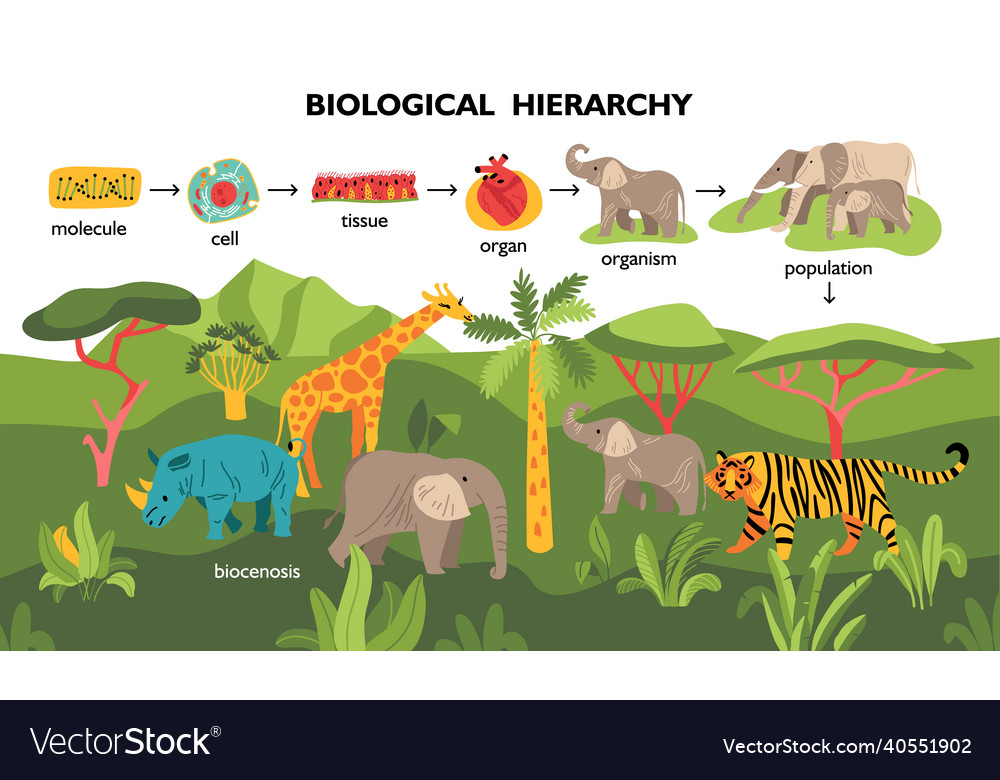 Biological hierarchy landscape composition Vector Image Biological hierarchy landscape composition Vector Image