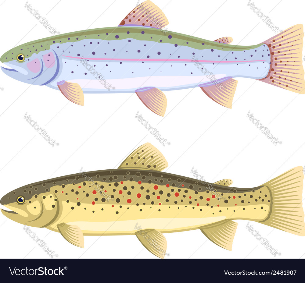Rainbow trout and brown Royalty Free Vector Image