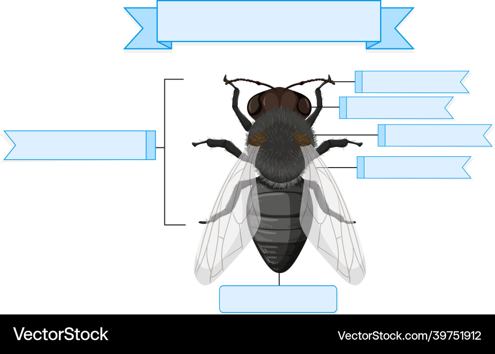 External anatomy of a fly worksheet Royalty Free Vector