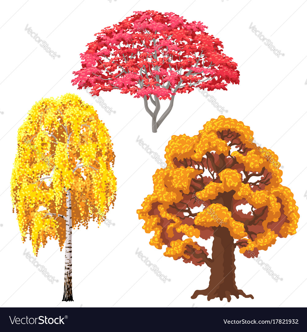 Autumn trees set Royalty Free Vector Image - VectorStock