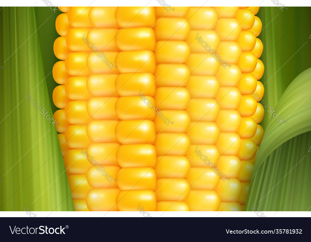 Realistic corn background Royalty Free Vector Image