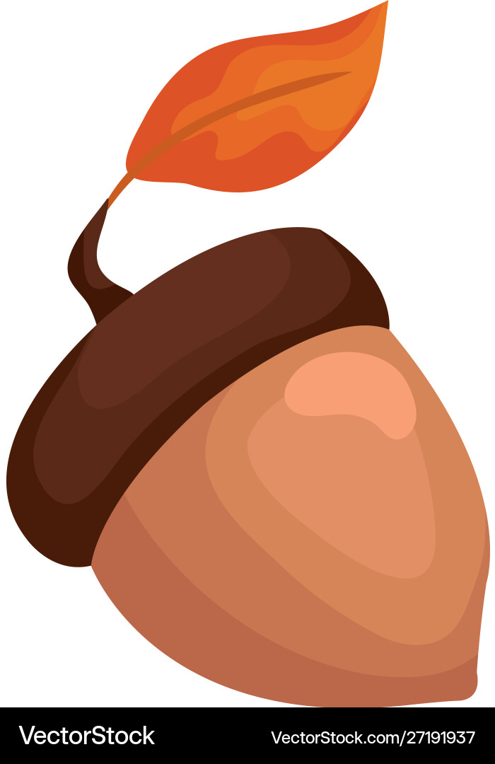 Season autumn nut with leaf isolated icon Vector Image