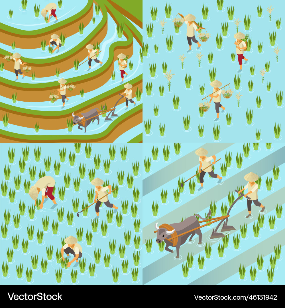 Rice production square compositions Royalty Free Vector
