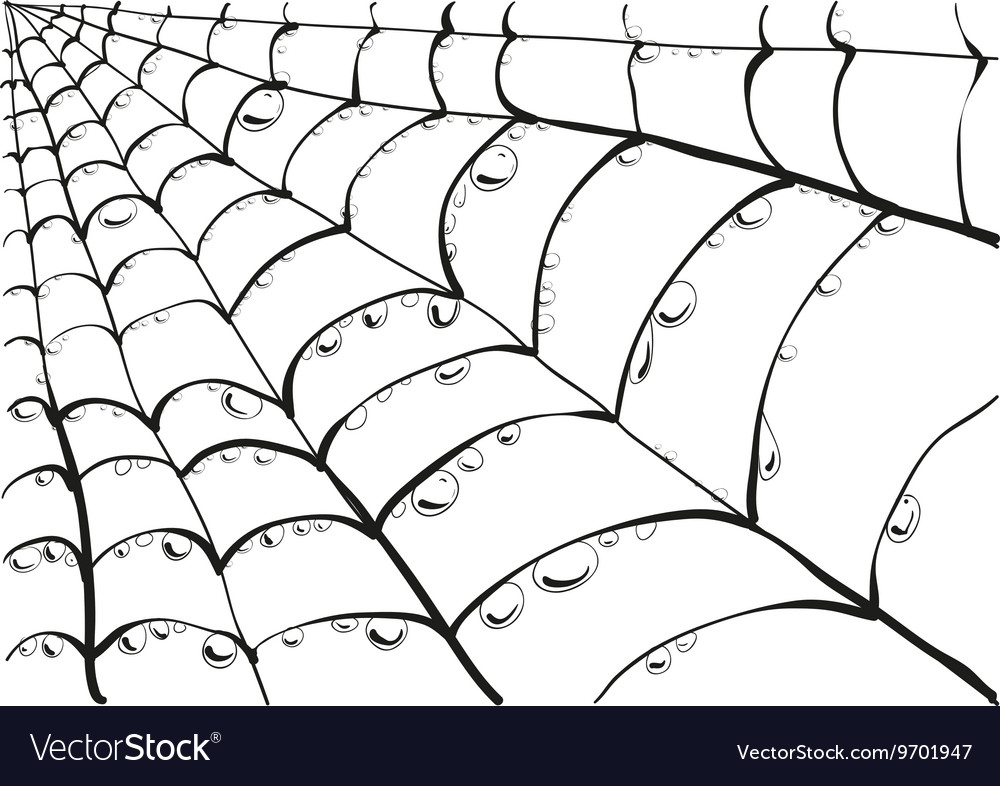 Angle segment of spederweb with dew drops Vector Image
