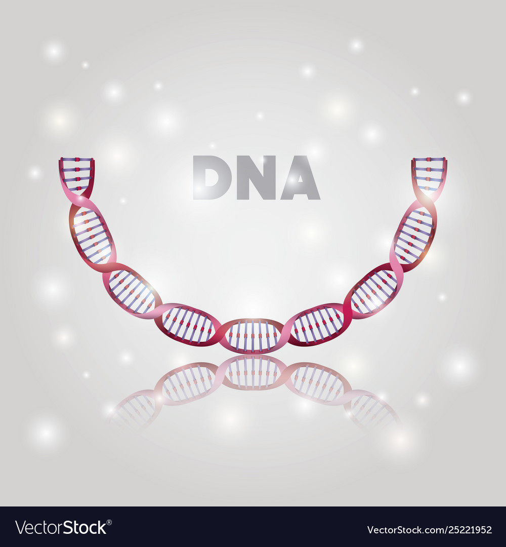 Dna molecule half circle structure pattern Vector Image