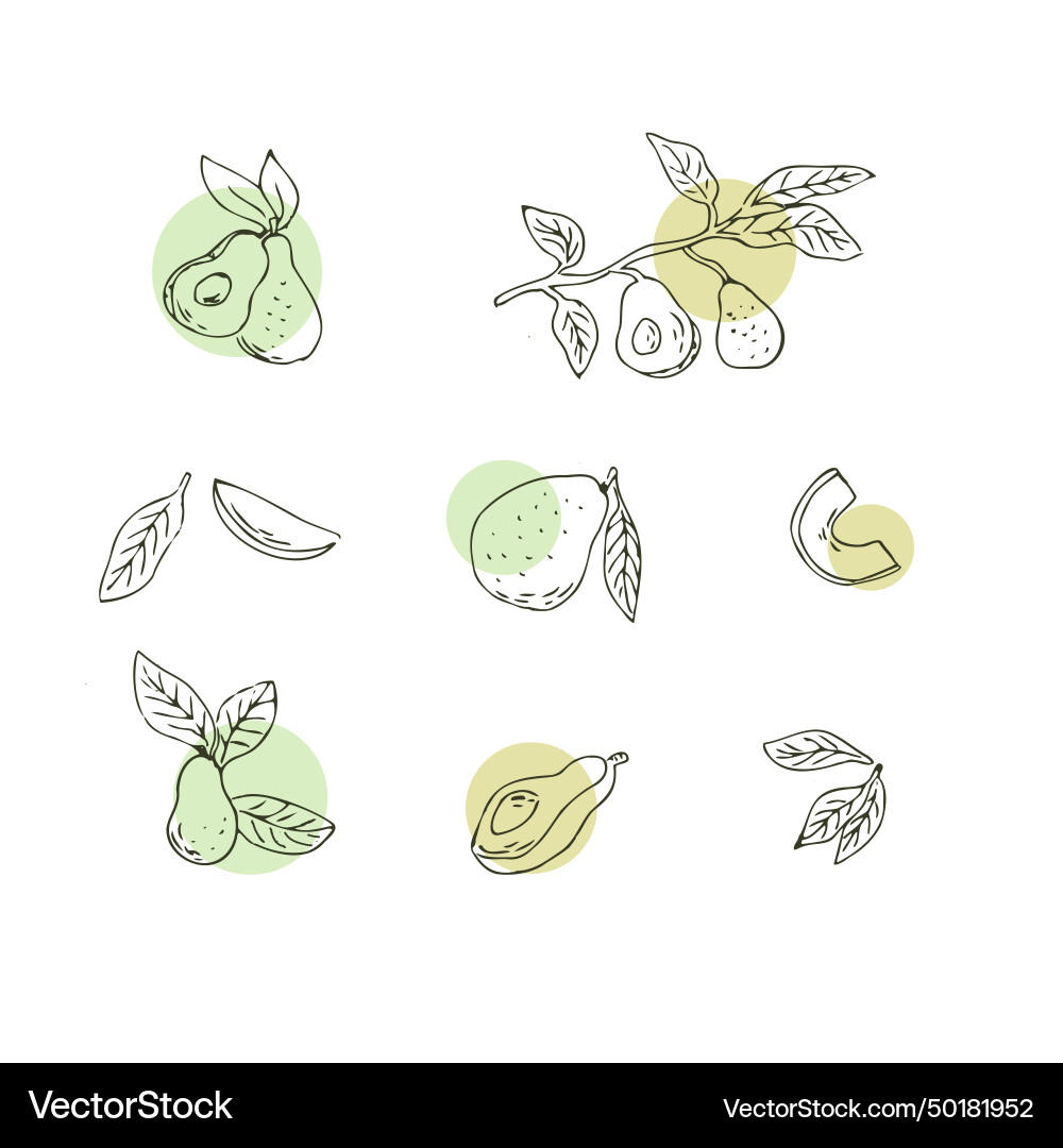 Hand drawn avocado set outline with simple shapes Vector Image