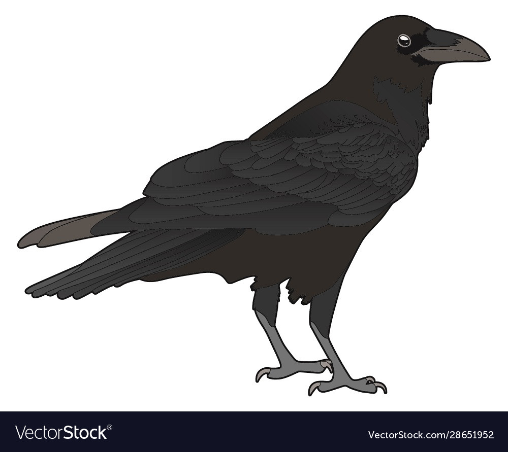 Raven Royalty Free Vector Image - VectorStock