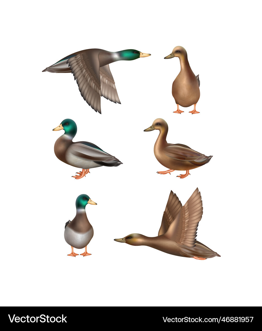 Ducks flying birds in wild nature decent Vector Image
