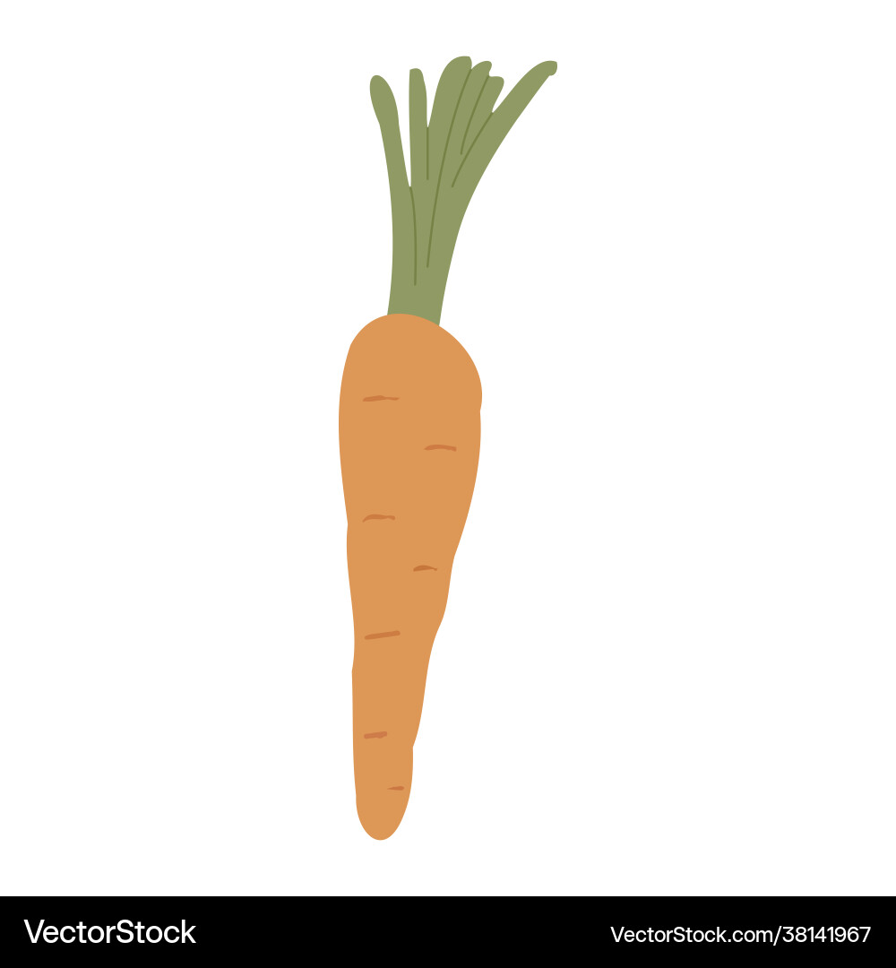 Fresh orange root carrot with green tops Vector Image
