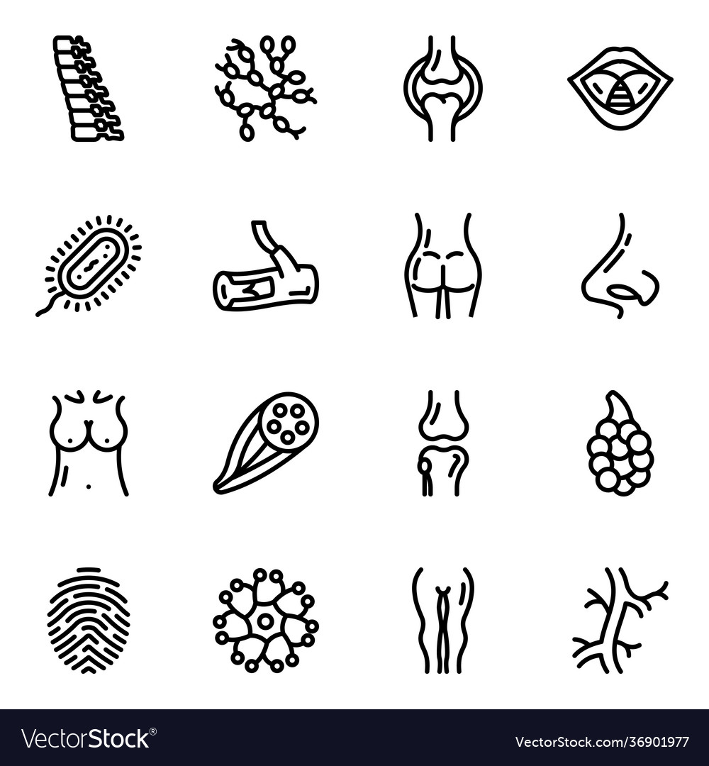 Internal organs line icons pack Royalty Free Vector Image