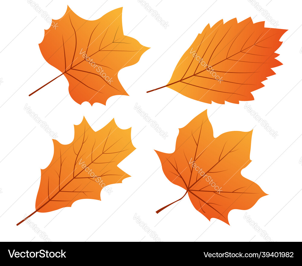 Set of autumn leaves Royalty Free Vector Image