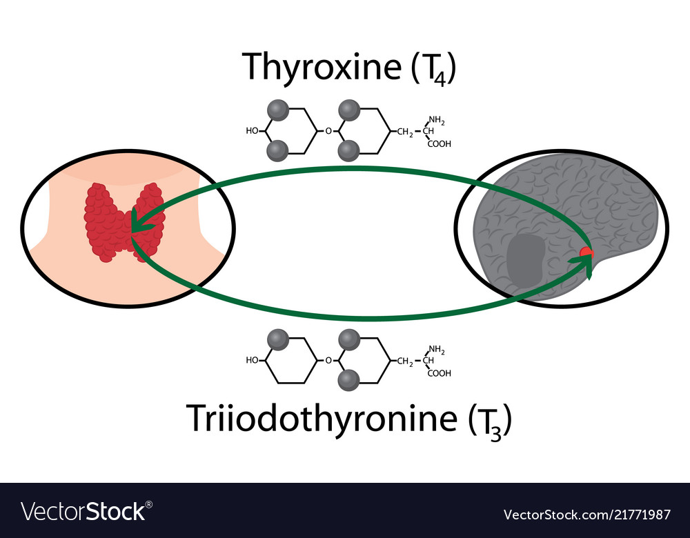 Scheme of thyroid function Royalty Free Vector Image