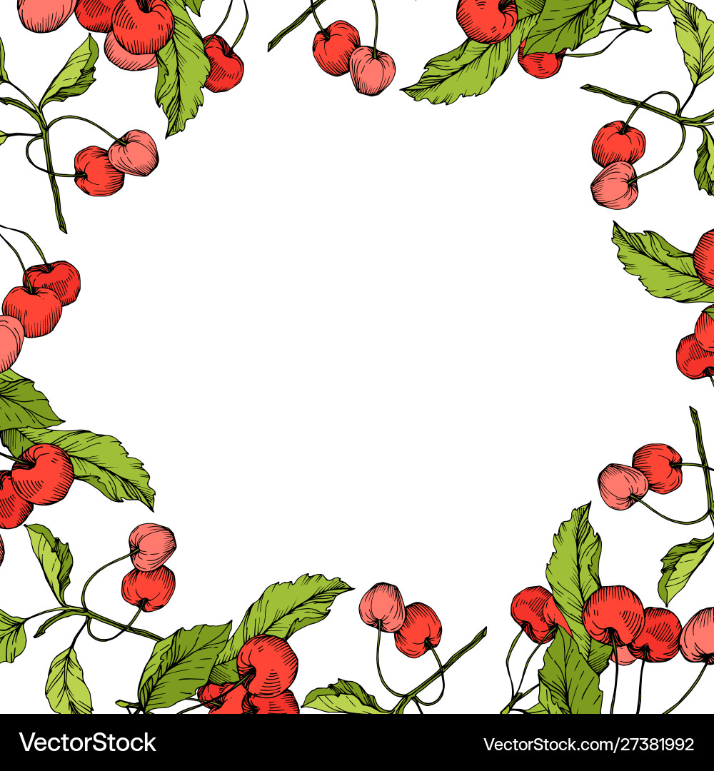Cherry fruits on white background green Royalty Free Vector