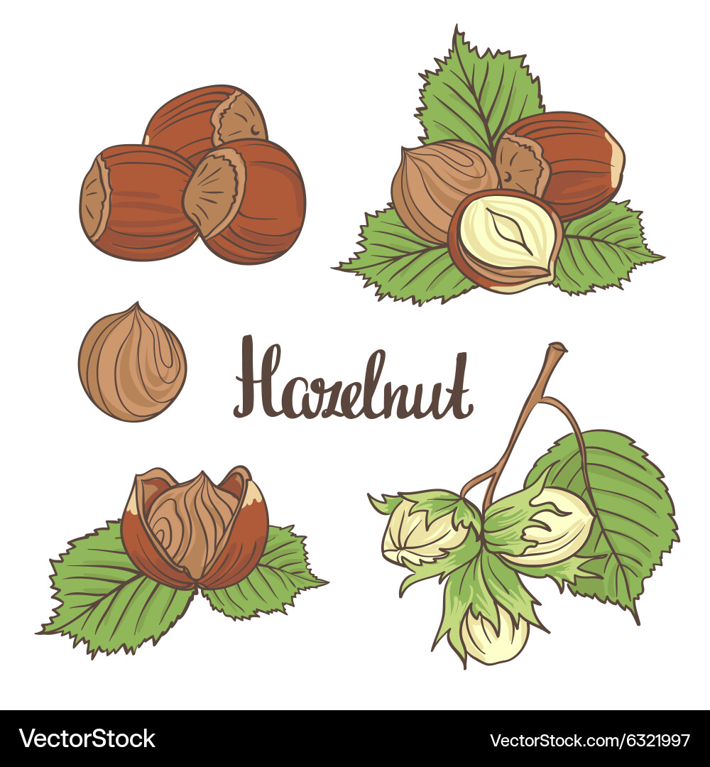 Filberts with leaves isolated on white Royalty Free Vector