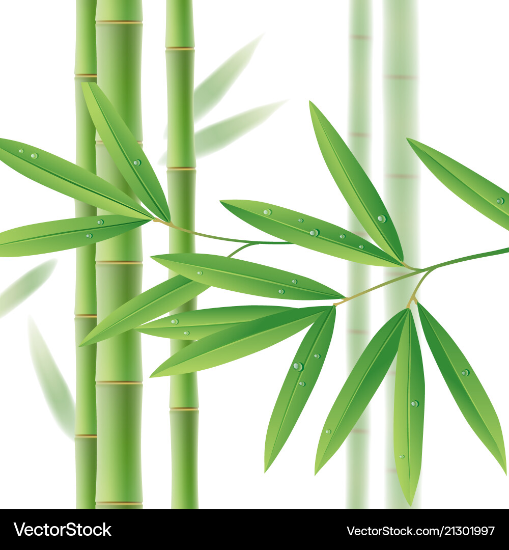 Green bamboo stems with leaves on white Royalty Free Vector