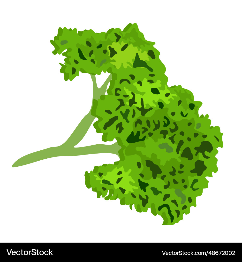 Bunch of parsley isolated Royalty Free Vector Image