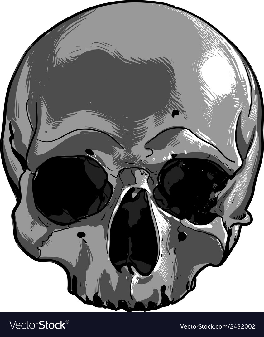 Human skull Royalty Free Vector Image - VectorStock