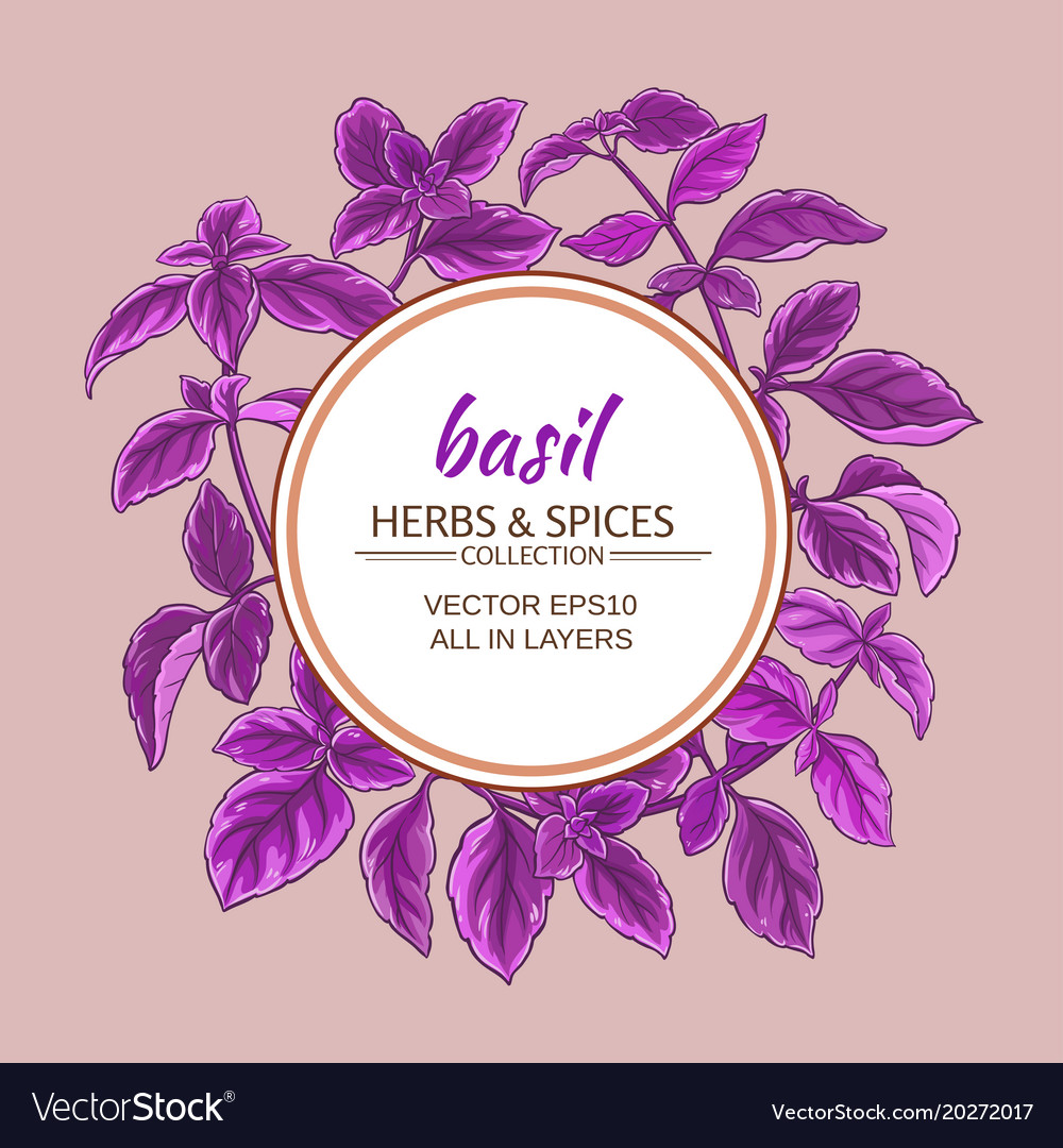 Basil frame Royalty Free Vector Image - VectorStock