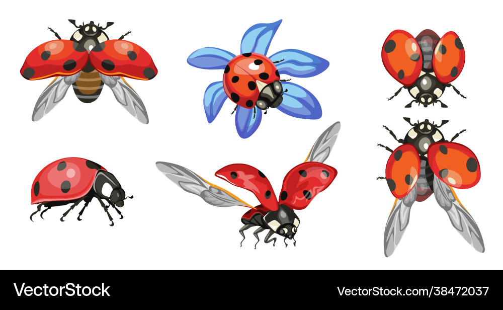 Set ladybugs cute ladybirds isolated on white Vector Image
