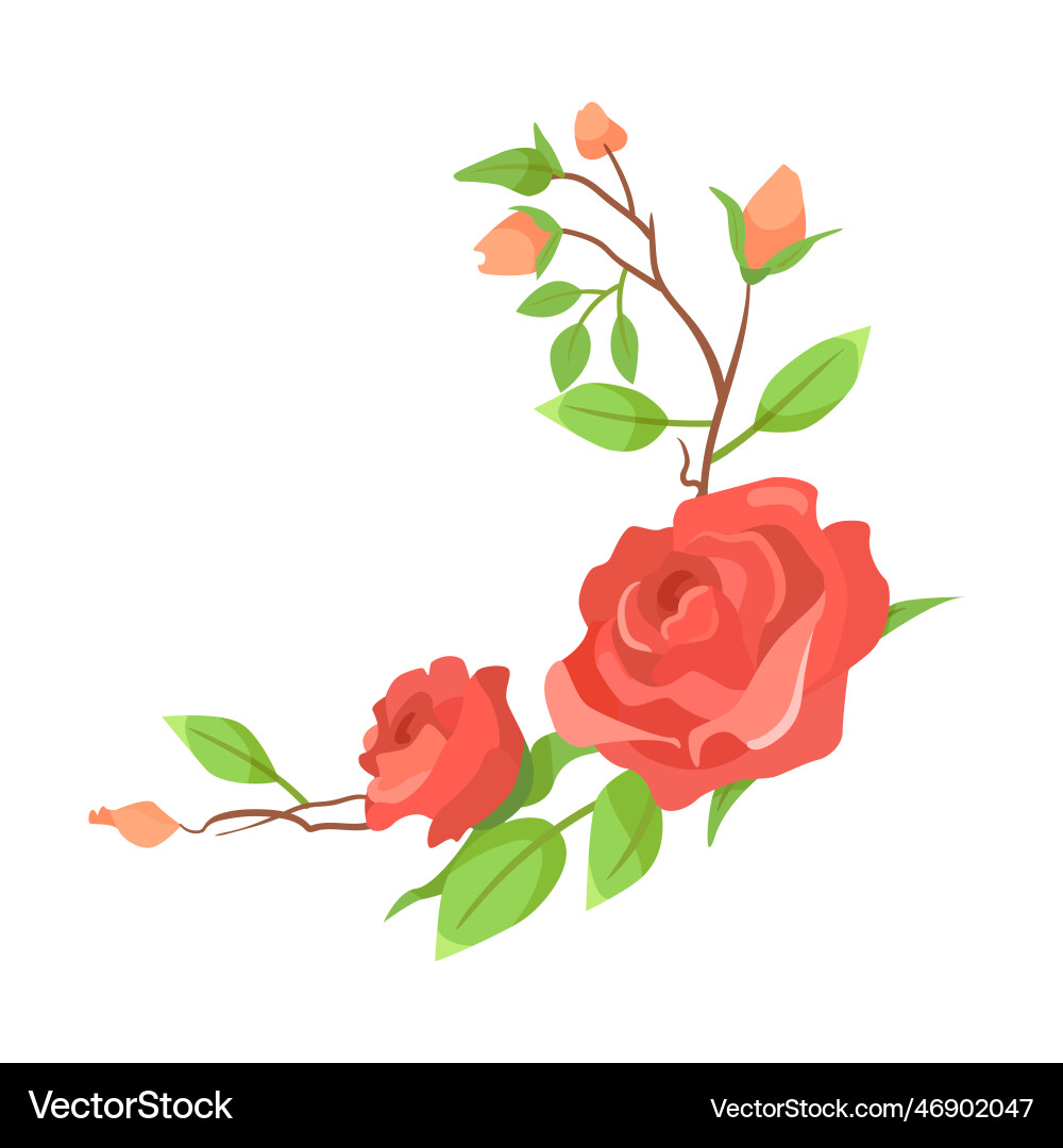 Corner decoration blossoming red rose branch Vector Image