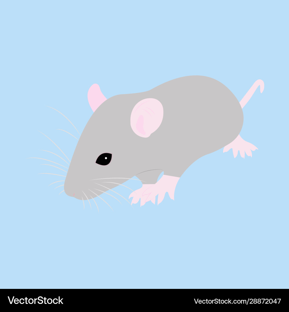 Pet rat decorative domestic cute Royalty Free Vector Image