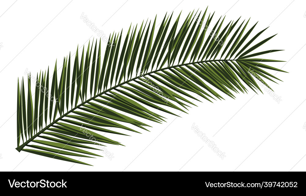 Green realistic palm branch isolated on white Vector Image