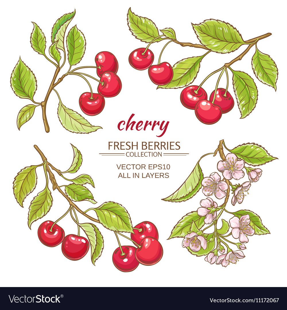 Cherry set Royalty Free Vector Image - VectorStock