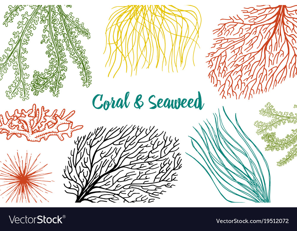 Marine plants seaweed background vegetable life Vector Image