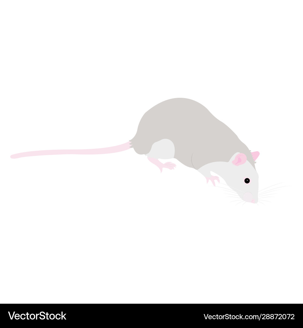 Pet cute rat decorative domestic Royalty Free Vector Image