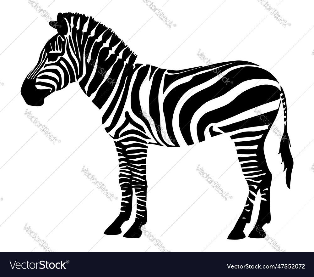 Zebra silhouette isolated on white background Vector Image
